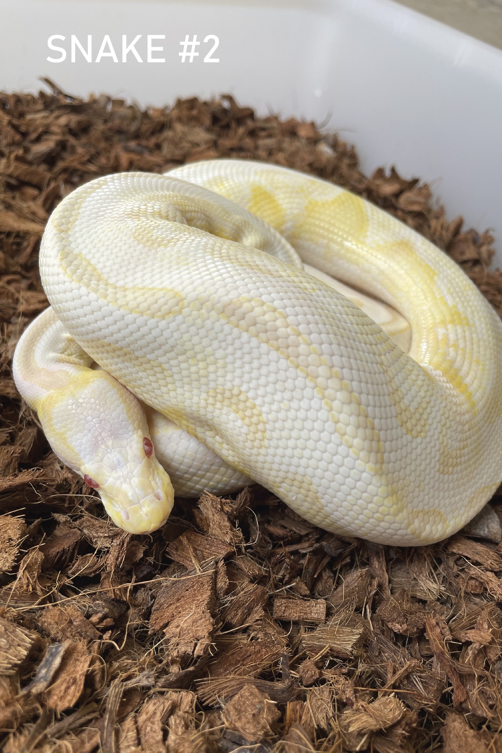 Black Pastel/Mojave/Albino 1100G Ball Python by Dan's Ball Pythons ...