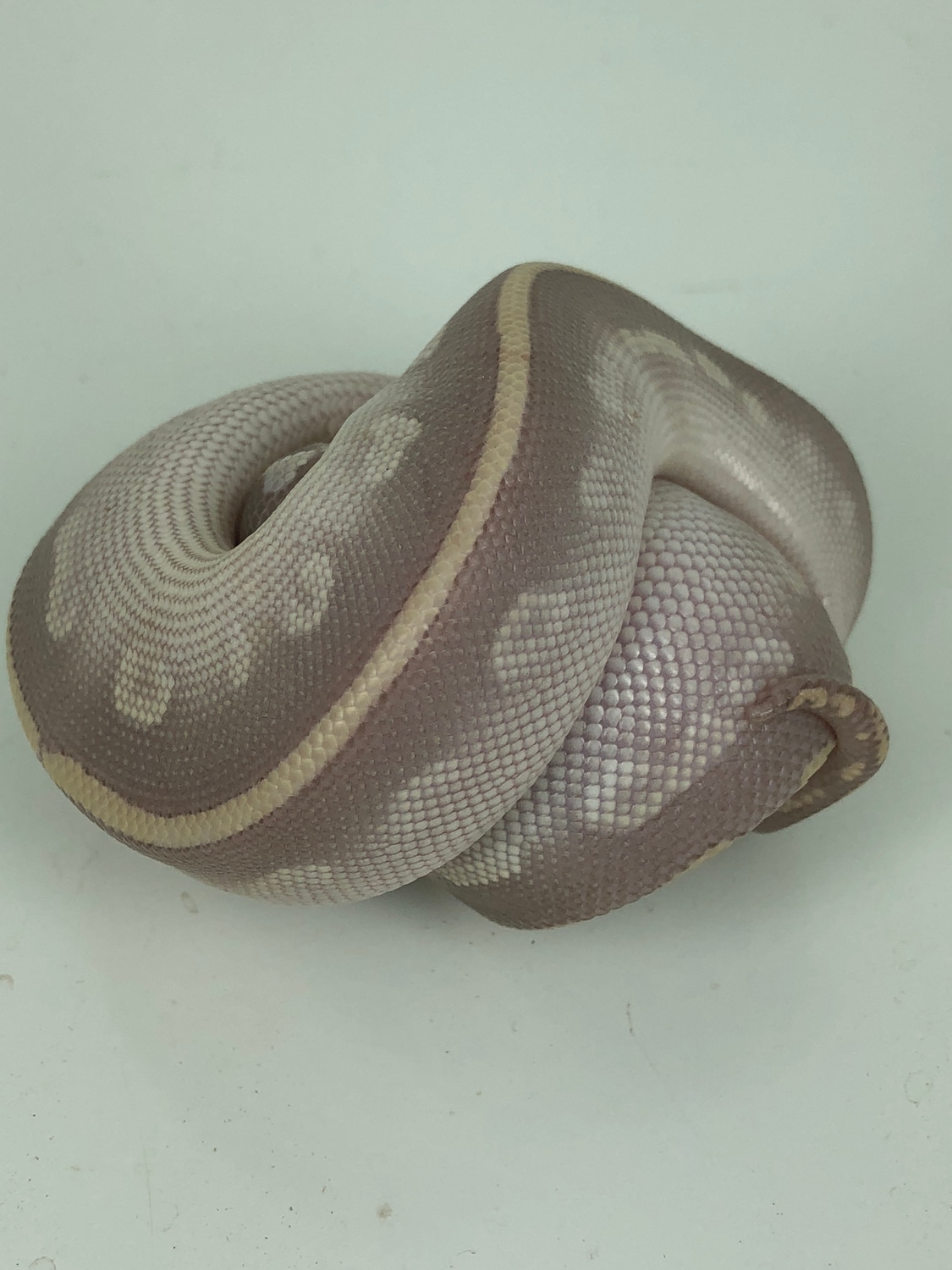 Mystic Potion Ball Python by KD Reptilez - MorphMarket