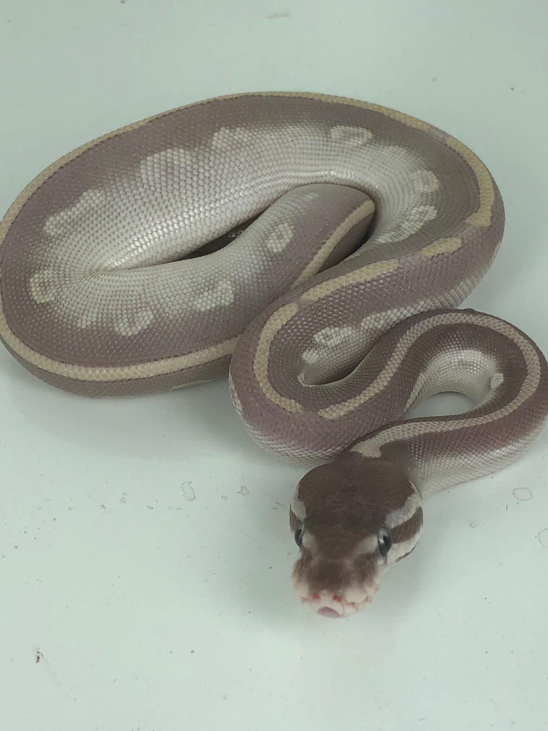 Mystic Potion Ball Python by KD Reptilez - MorphMarket