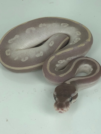 Mystic Potion Ball Python by KD Reptilez