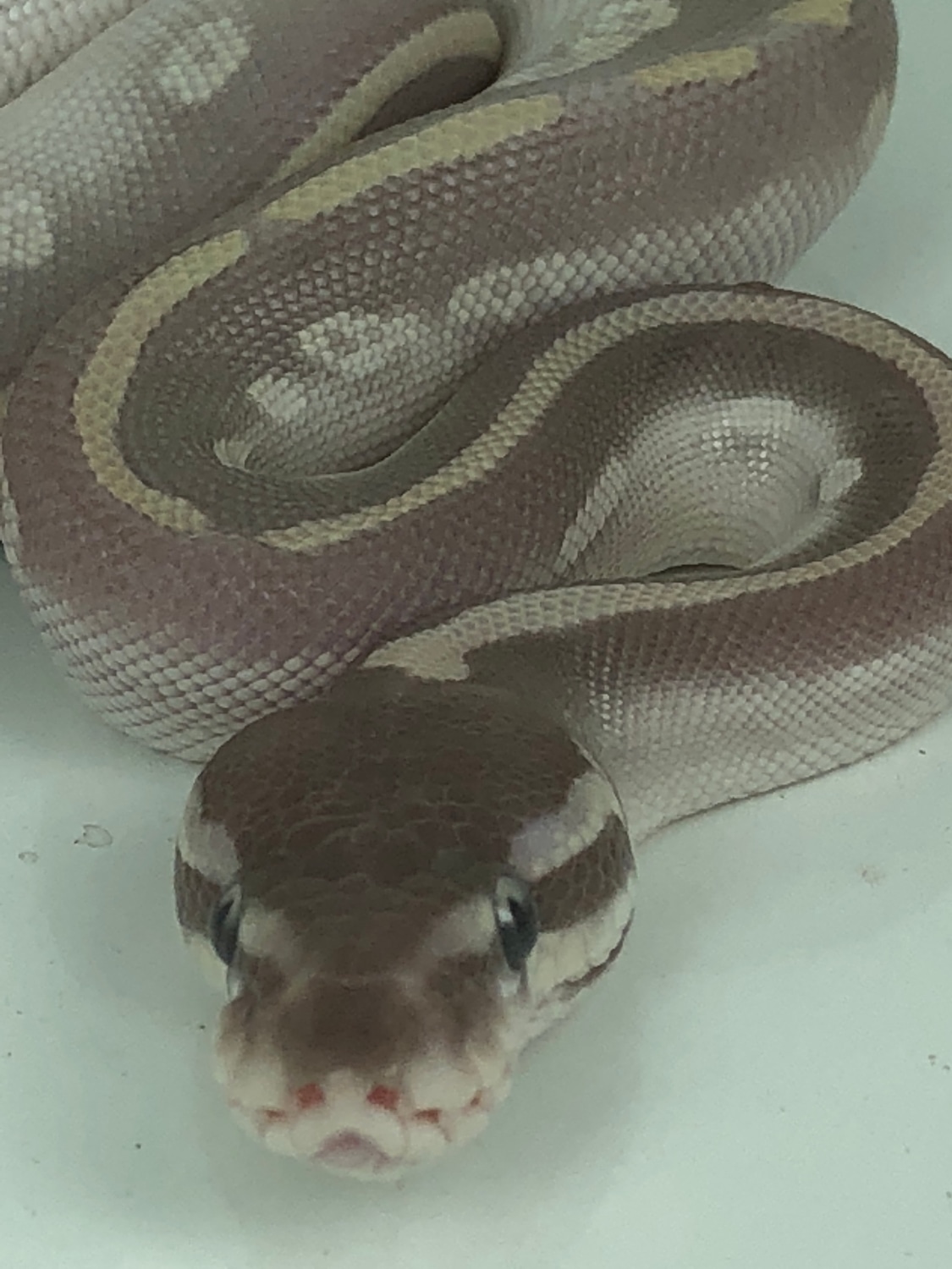 Mystic Potion Ball Python by KD Reptilez - MorphMarket