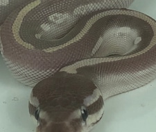 Mystic Potion Ball Python by KD Reptilez - MorphMarket