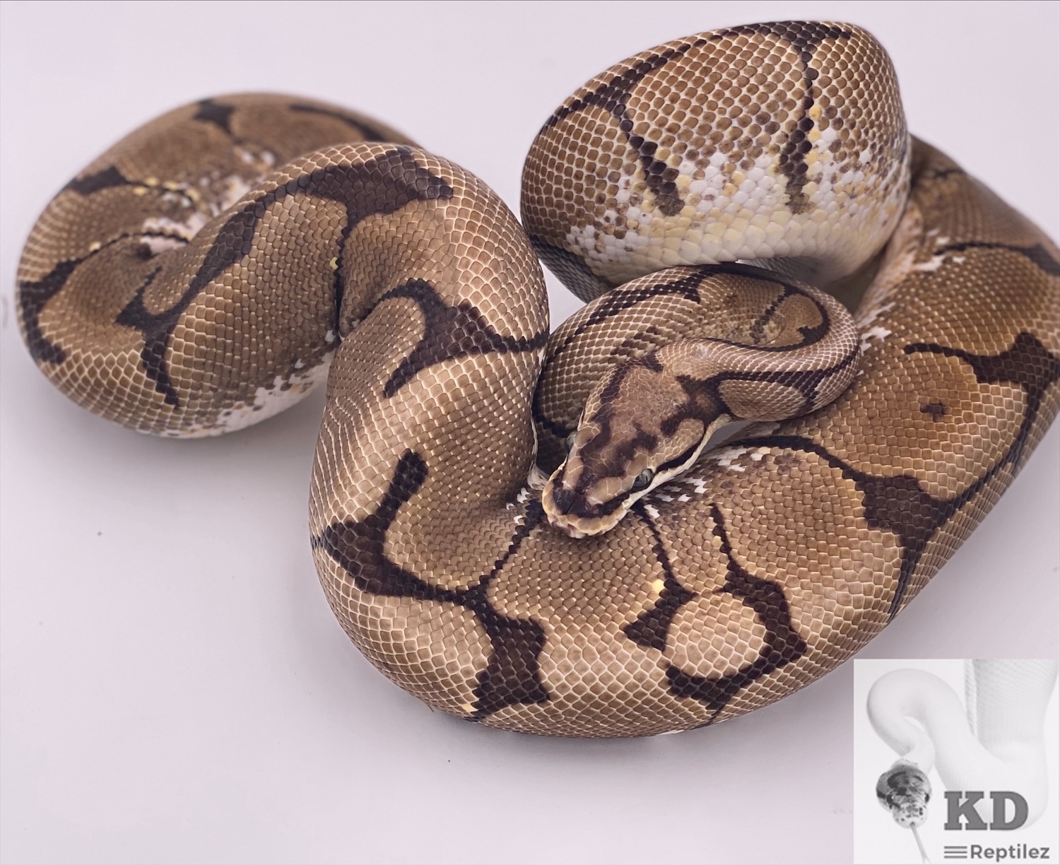 2015 Spider Ball Python by KD Reptilez - MorphMarket