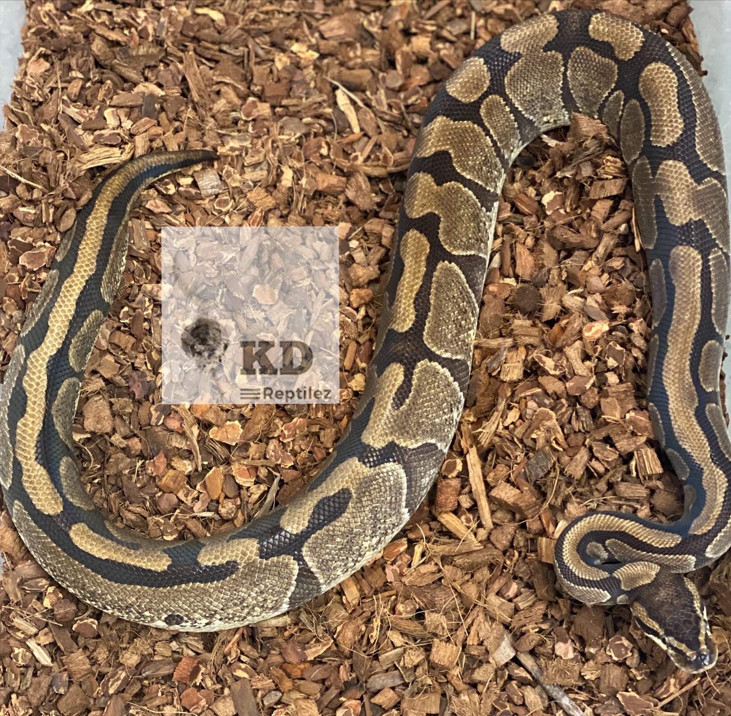 2012 Enchi Ball Python by KD Reptilez - MorphMarket
