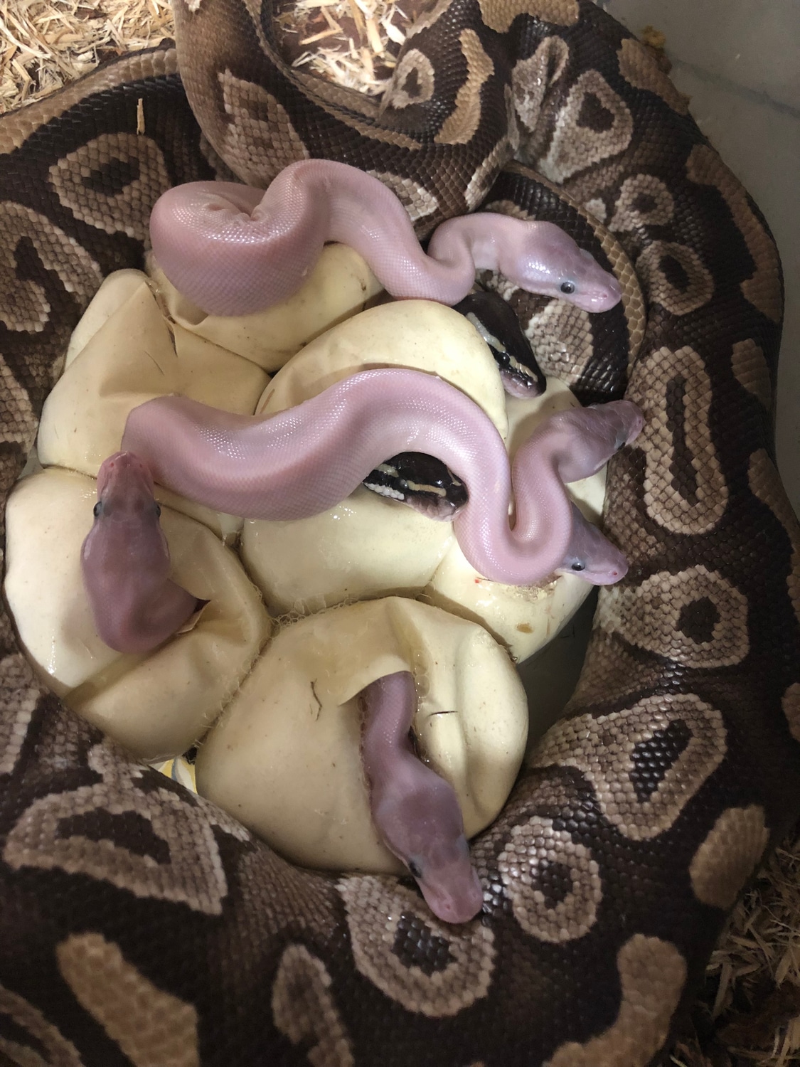 2012 Adult Female Mojave Breeders Group Of 5 Ball Python by KD Reptilez ...