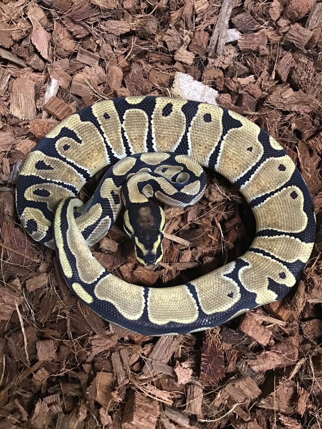 Josie Ball Python by KD Reptilez - MorphMarket