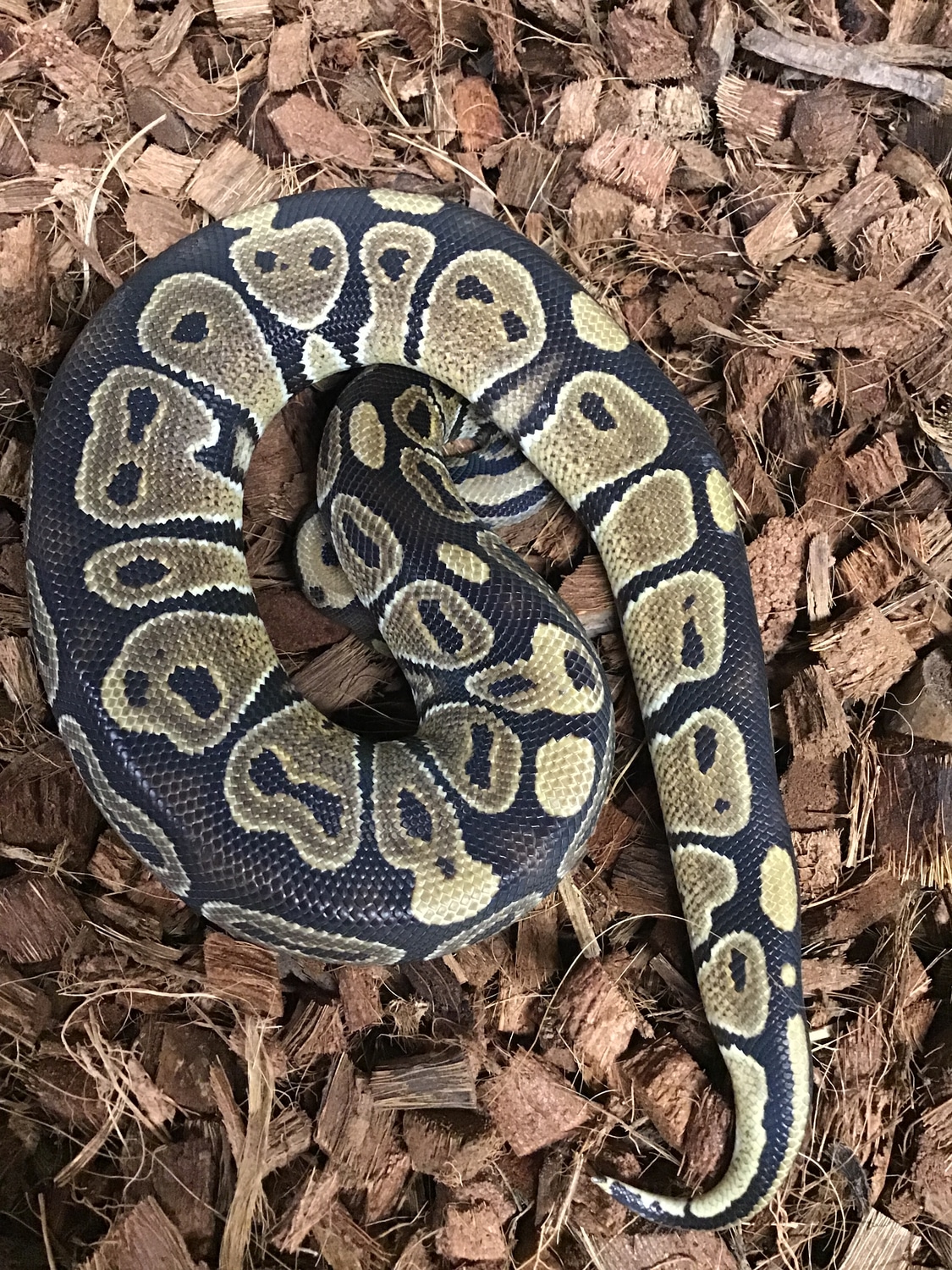 Normal Ball Python by KD Reptilez - MorphMarket