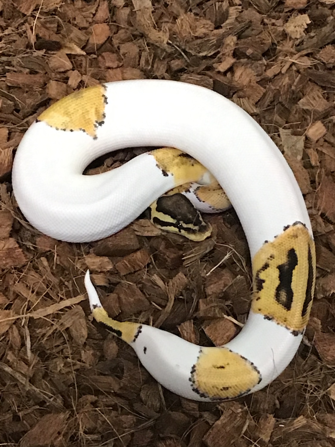 Pastel Pied “High White” Ball Python by KD Reptilez - MorphMarket