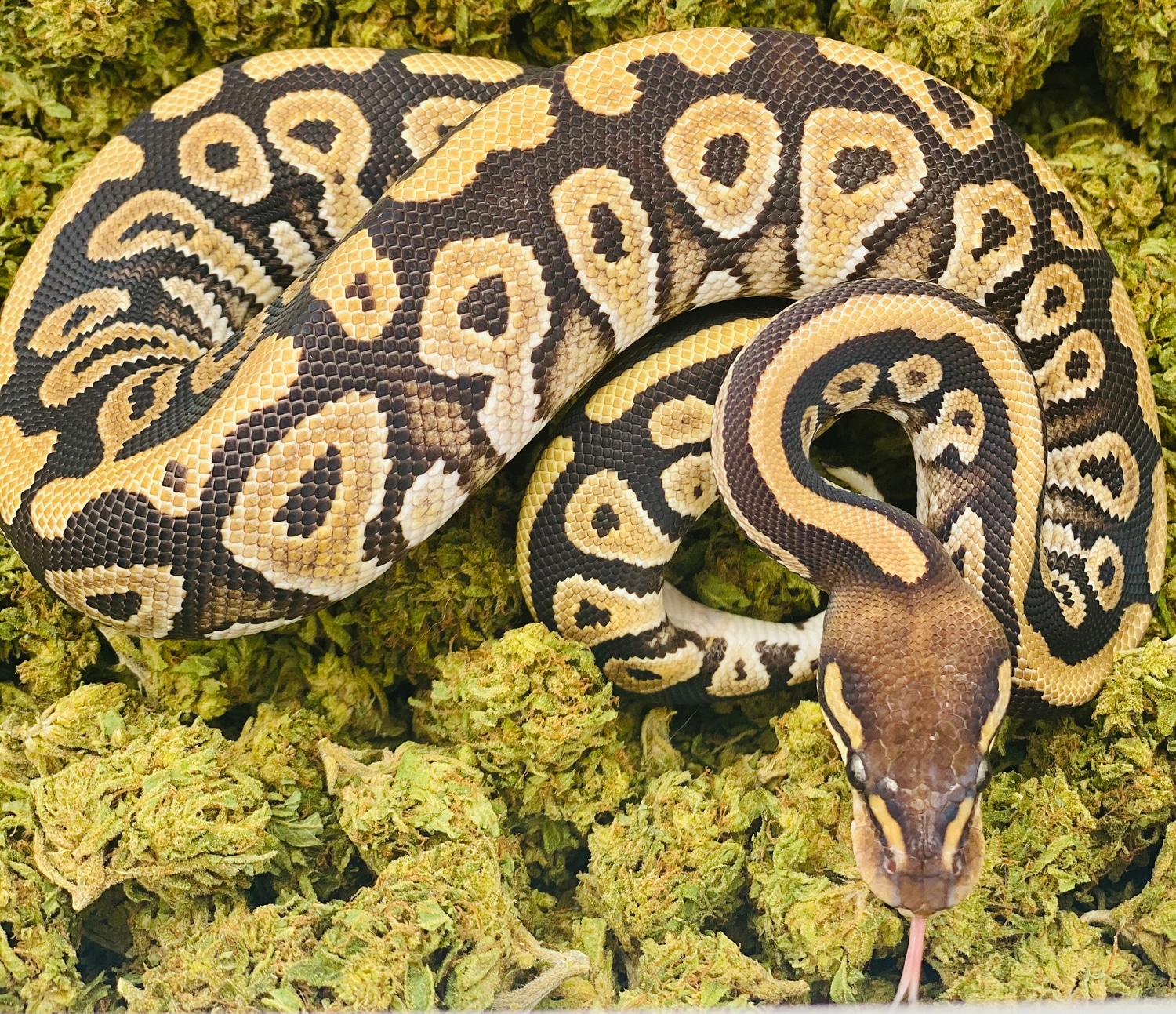 Phantom Ball Python by KD Reptilez - MorphMarket