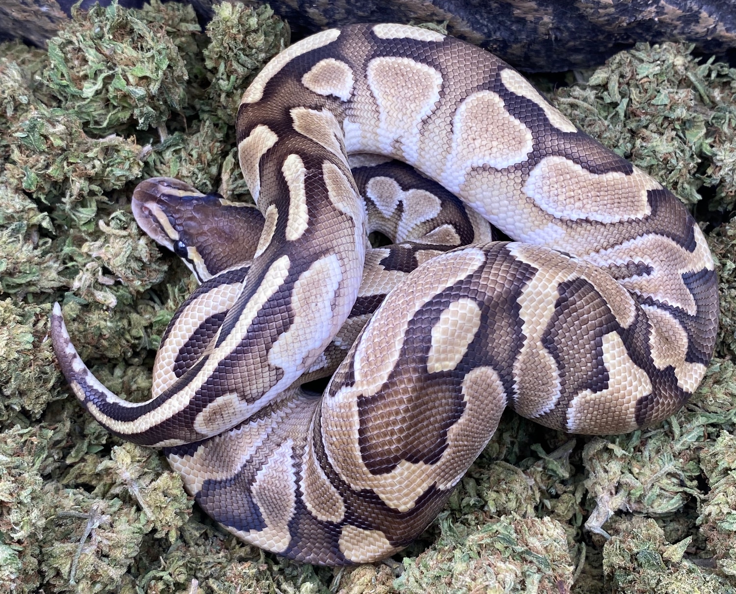 Lesser Ball Python by KD Reptilez - MorphMarket