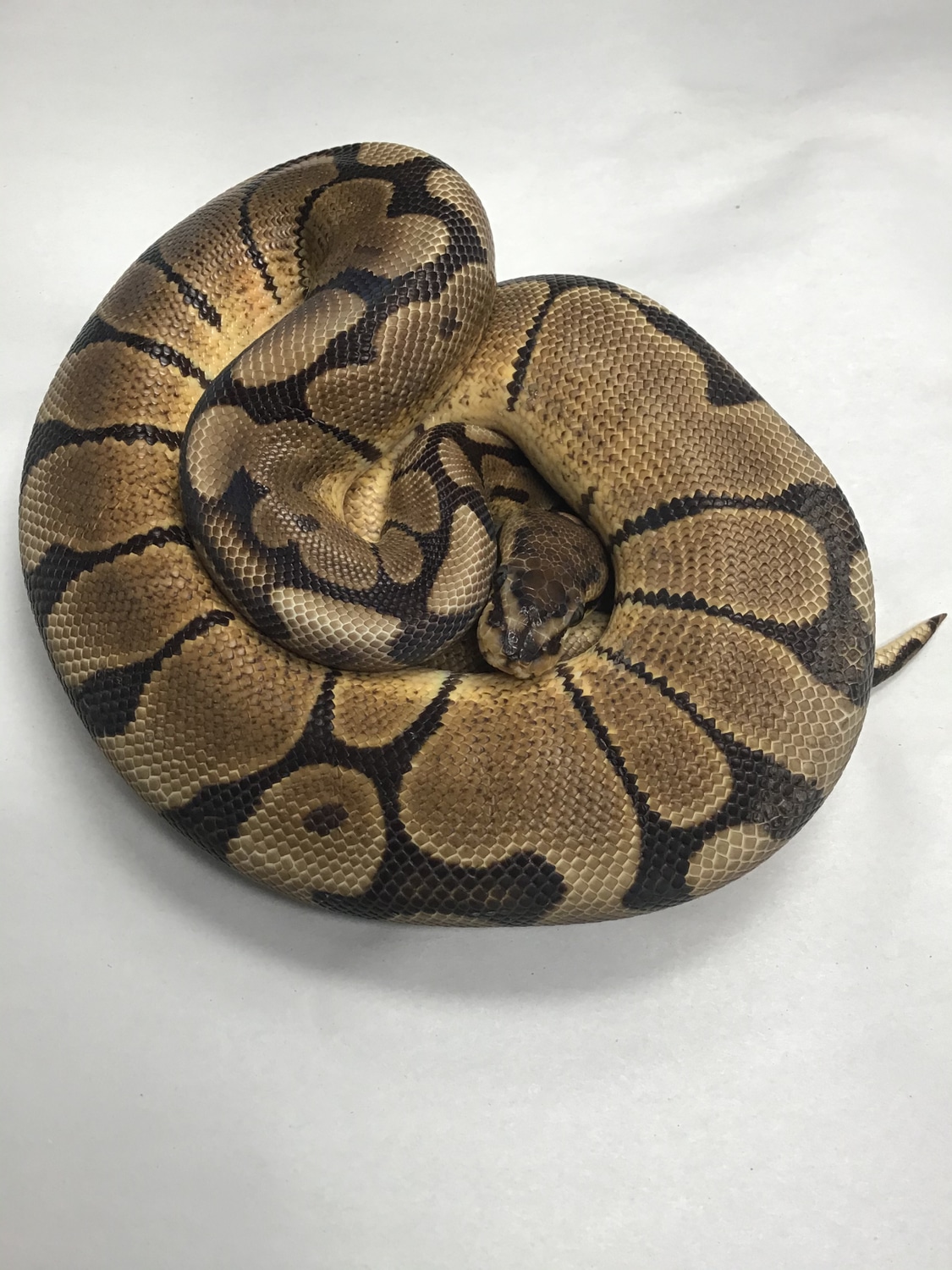 Hidden Gene Woma Ball Python by KD Reptilez - MorphMarket