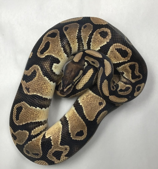 Het Genetic Stripe Ball Python by KD Reptilez