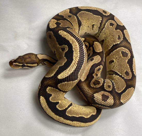 Fire Gravel Ball Python by KD Reptilez