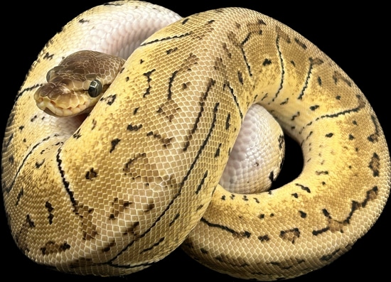 Lemonblast Het Pied Ball Python by KD Reptilez