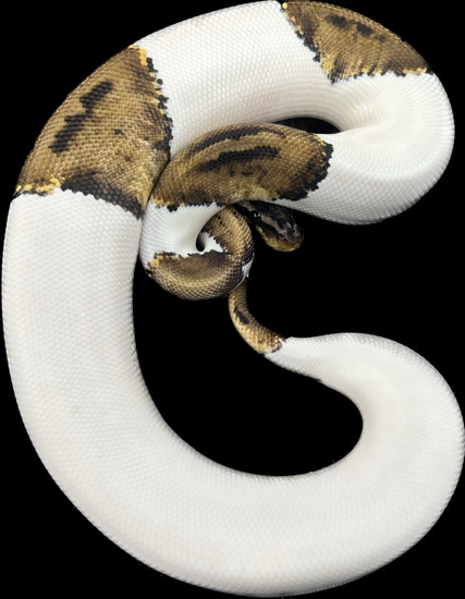 Piebald Ball Python by KD Reptilez