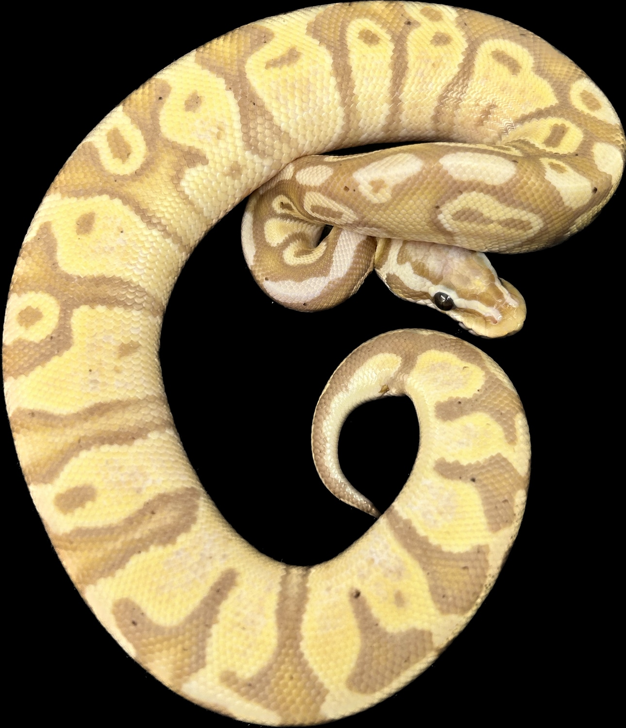 Banana Het Pied Ball Python by KD Reptilez - MorphMarket