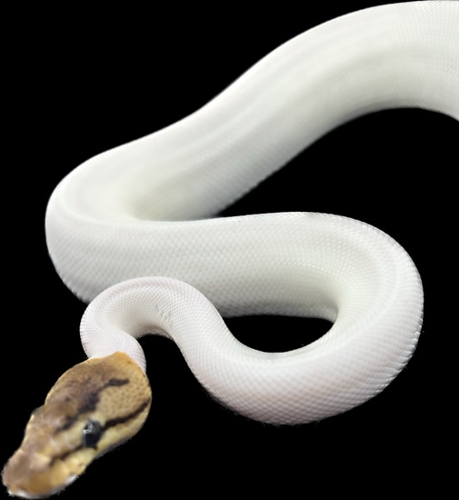Spied Ball Python by KD Reptilez