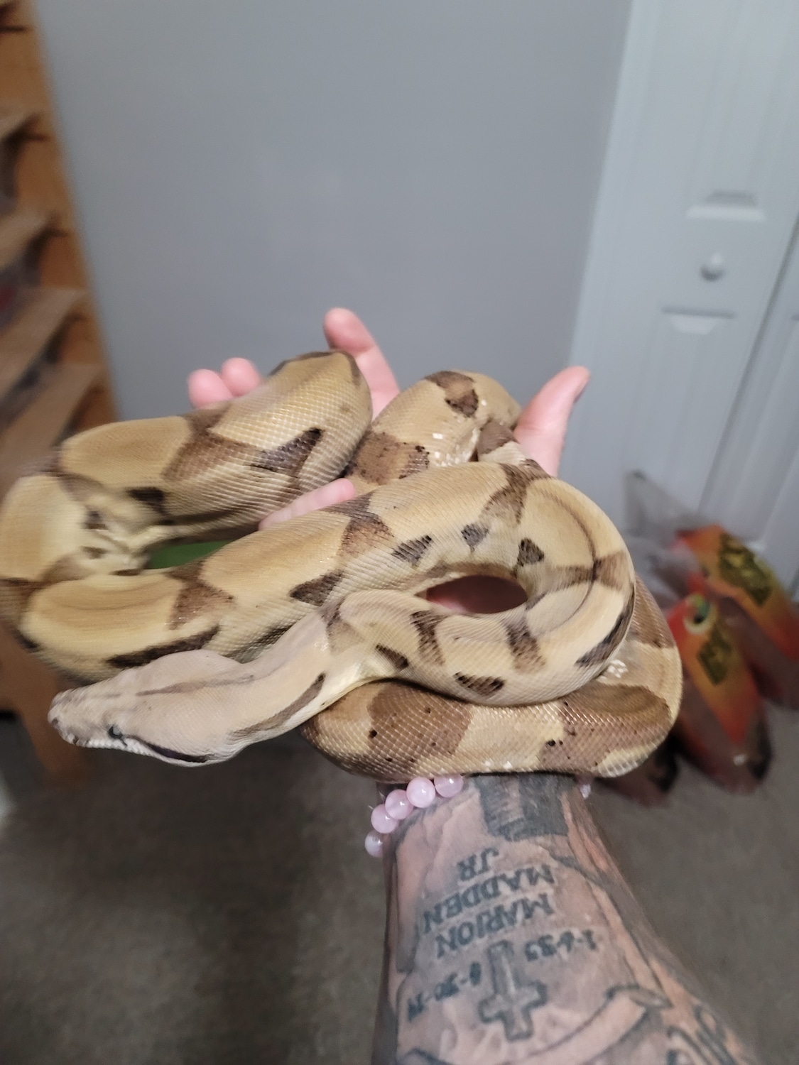 Ghost Boa Constrictor by Dan Madden's Reptiles - MorphMarket