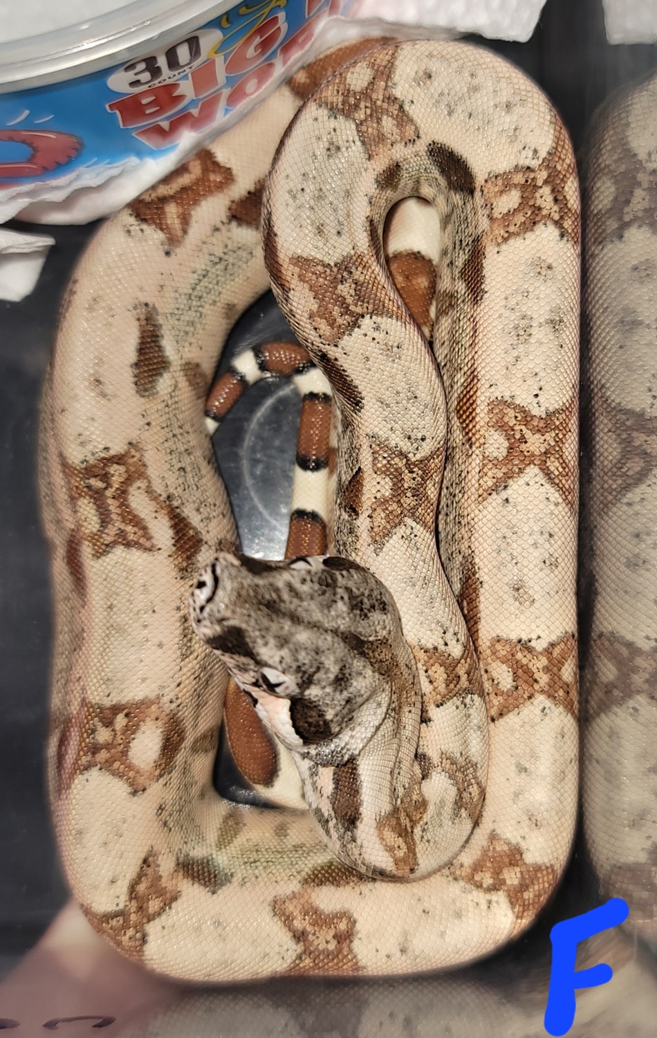 Hypo Possible Jungle 66% Het Kahl Albino/type 1 Anery Boa Constrictor by Dan Madden's Reptiles ...