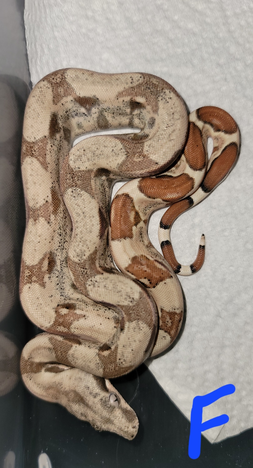 Hypo Possible Jungle 66% Het Kahl Albino/type 1 Anery Boa Constrictor by Dan Madden's Reptiles ...
