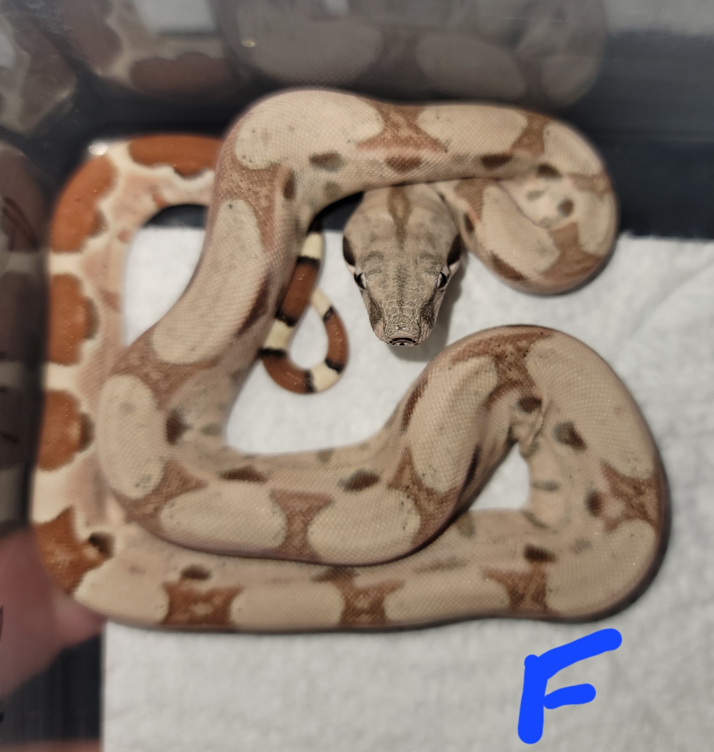 Hypo 66% Het Kahl Albino/type 1 Anery Boa Constrictor by Dan Madden's Reptiles - MorphMarket