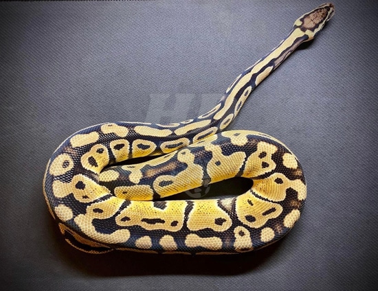 Pastel Het Clown Ball Python by HD Ball Pythons