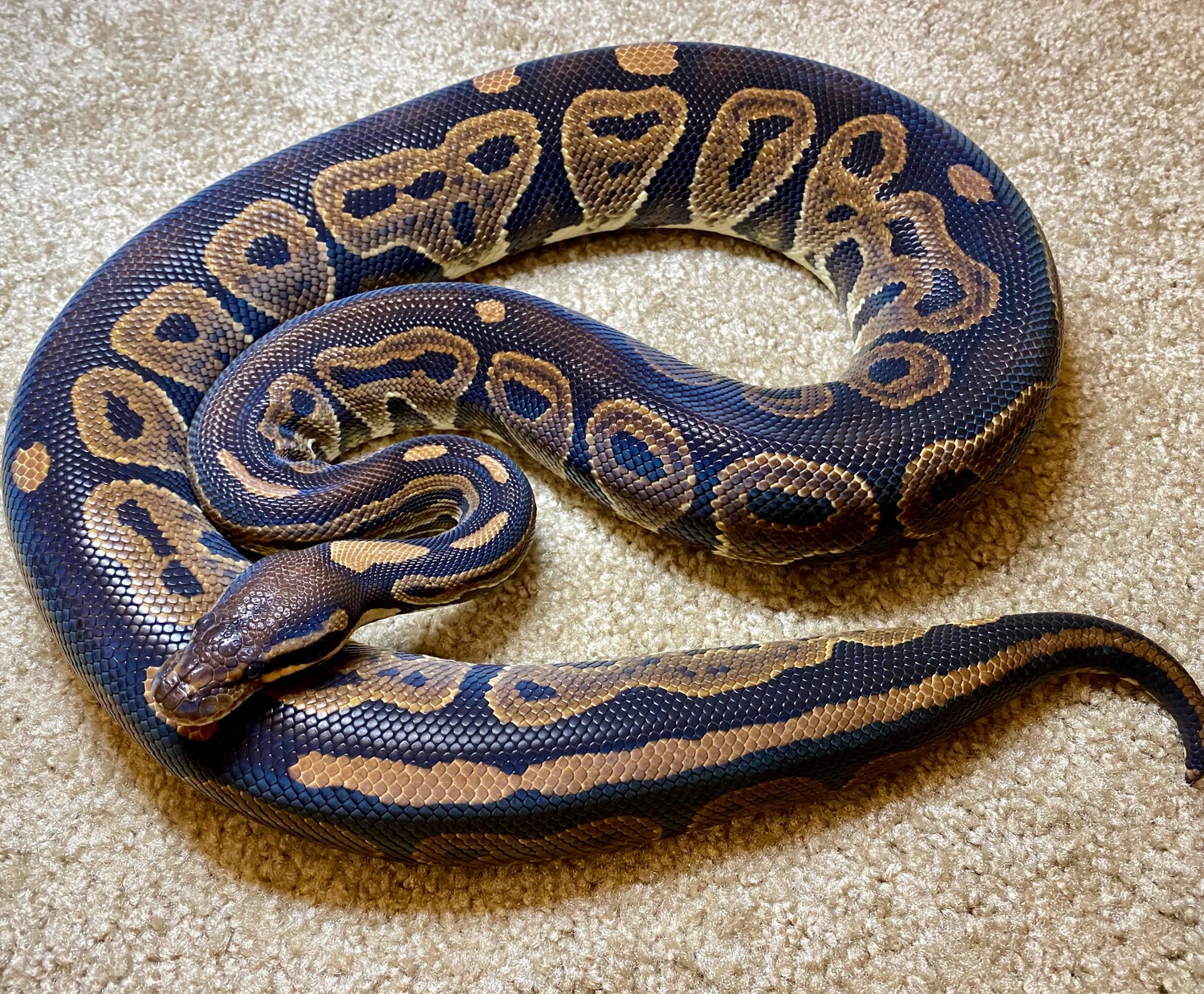 Black Pastel Het Pied Ball Python by HD Ball Pythons - MorphMarket