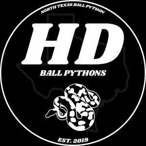 HD Ball Pythons - MorphMarket