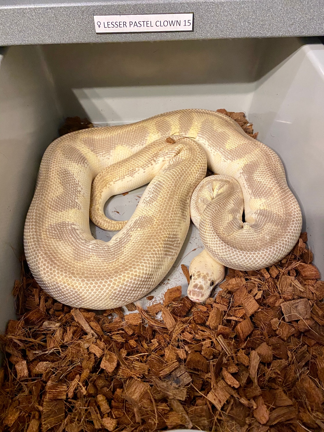 Lesser Pastel Clown Ball Python by HD Ball Pythons - MorphMarket