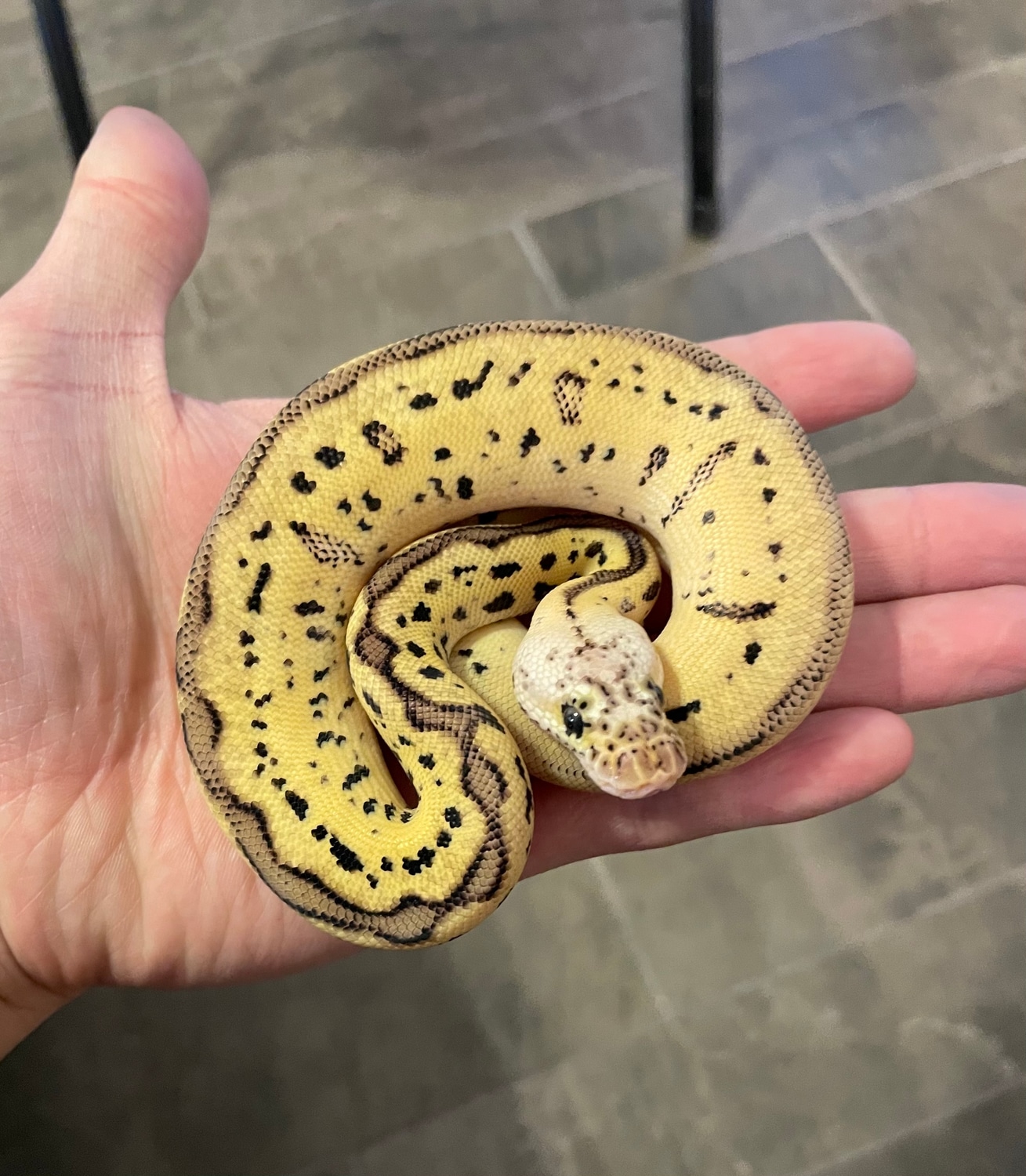 Pastel Batman Ball Python by HD Ball Pythons - MorphMarket