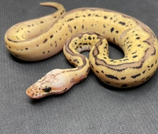 Pastel Batman Ball Python by HD Ball Pythons - MorphMarket