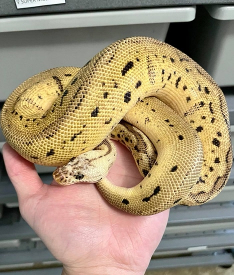 Pastel Batman Ball Python by HD Ball Pythons