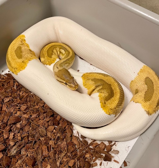 Caramel Albino Pied 2015 Ball Python by HD Ball Pythons
