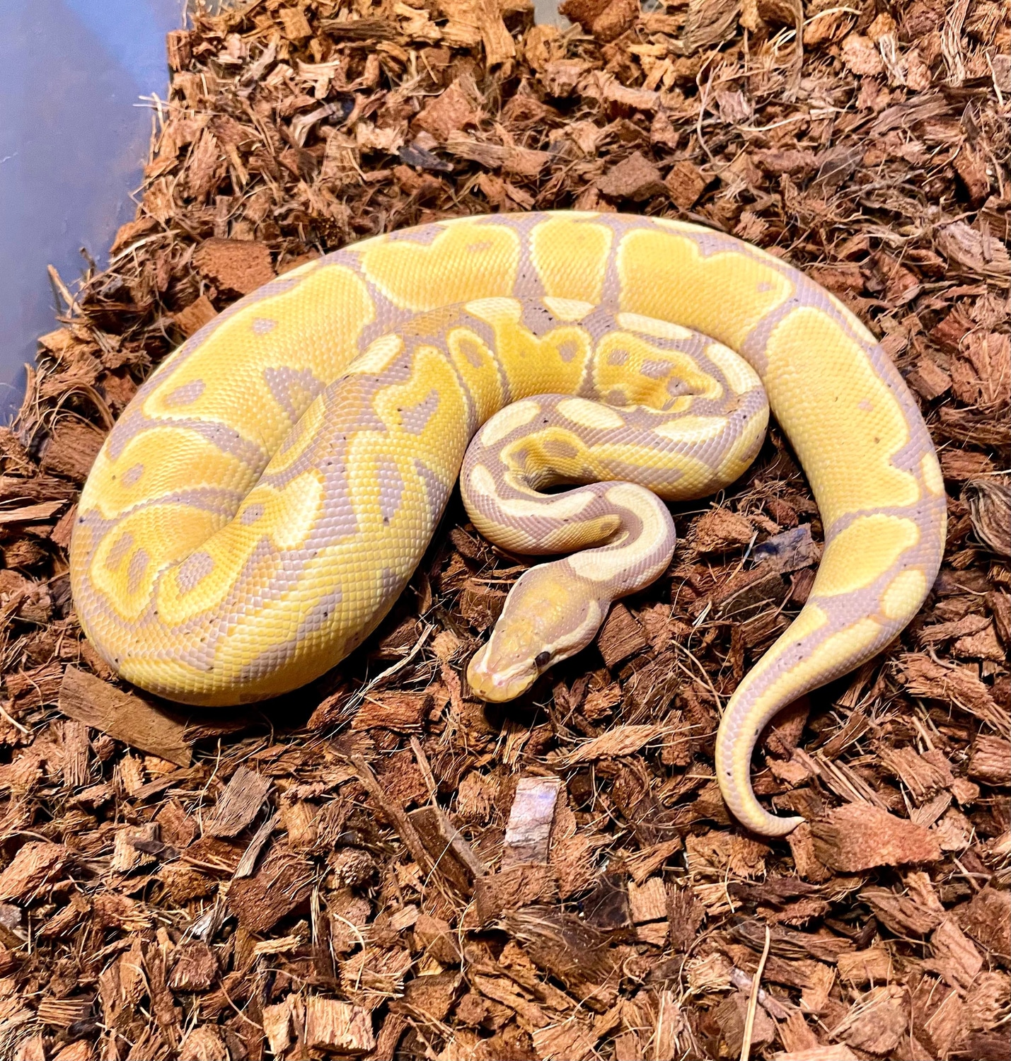 YB Banana Het Puzzle Ball Python by HD Ball Pythons - MorphMarket