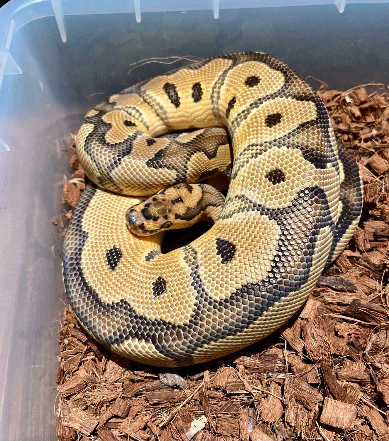 High Quality Clown Ball Python by HD Ball Pythons - MorphMarket
