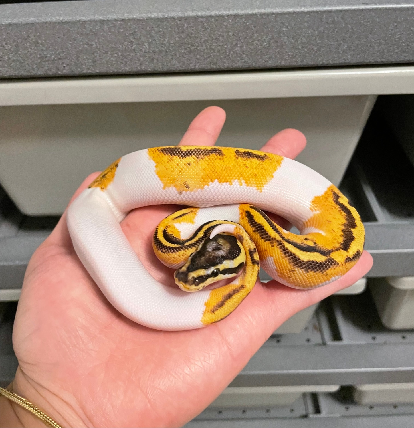 Enchi YB Pastel Pied Ball Python by HD Ball Pythons - MorphMarket