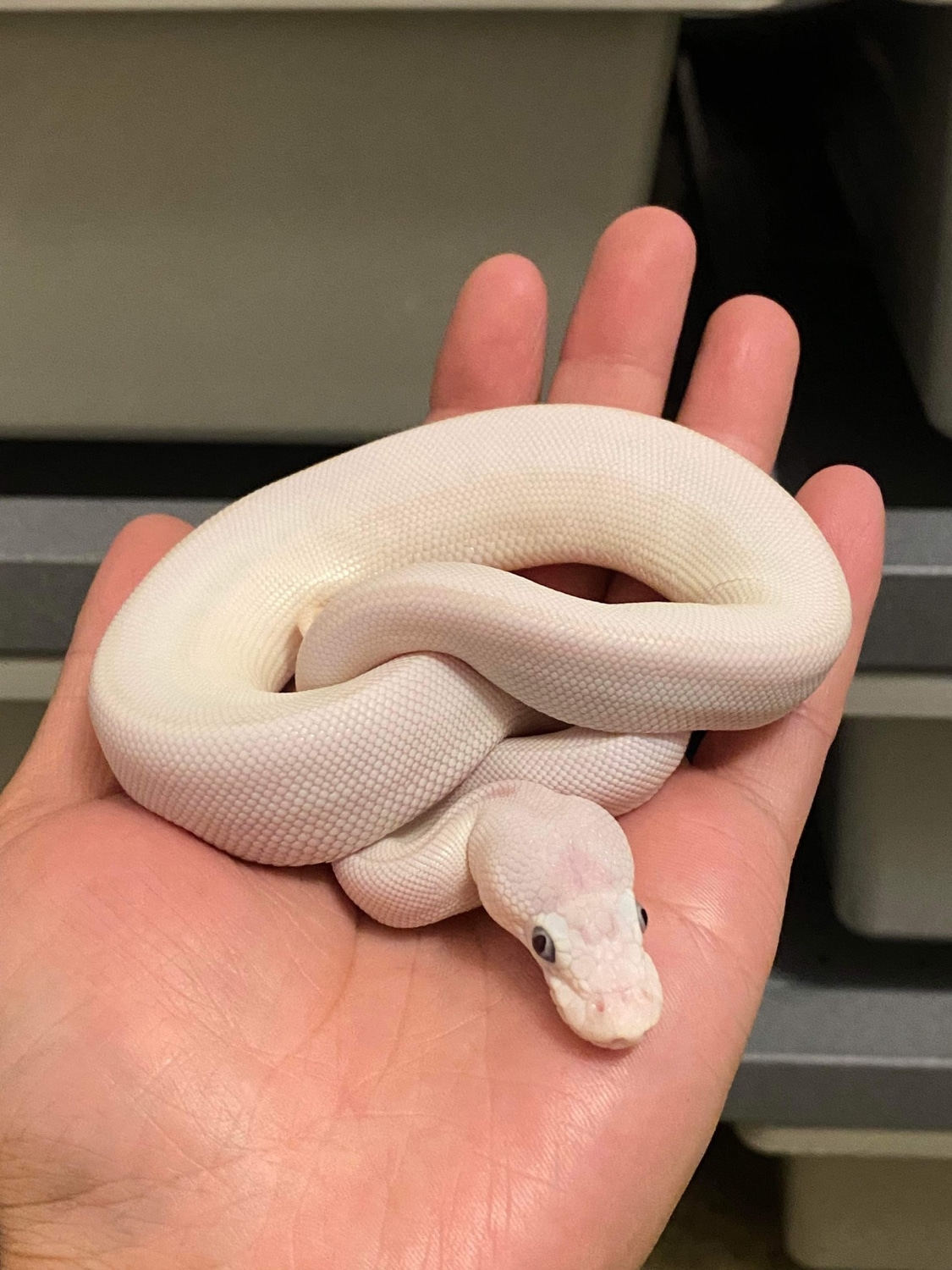 BEL Lesser Mojave Ball Python by HD Ball Pythons - MorphMarket