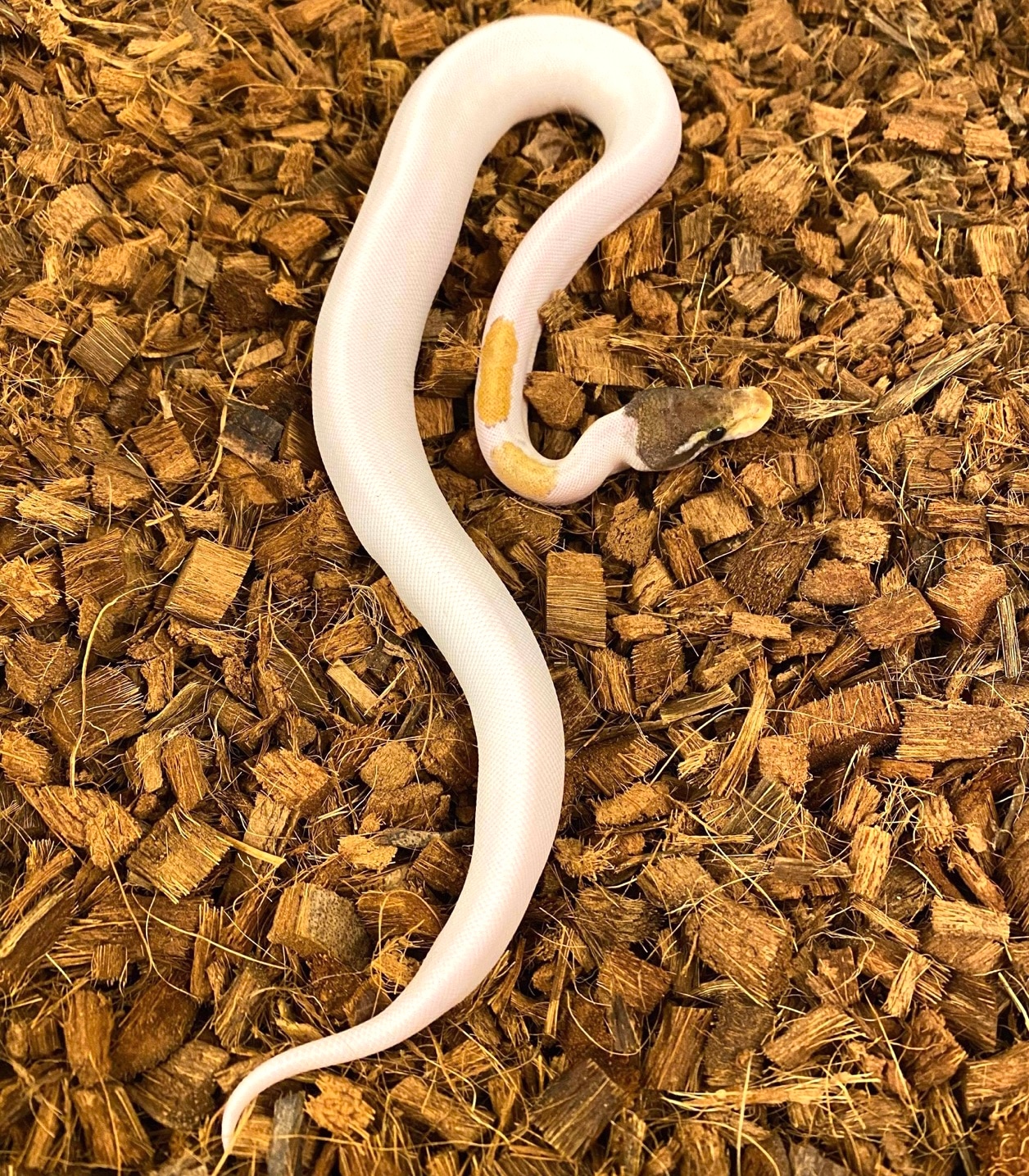 Pastave Pied Ball Python by HD Ball Pythons - MorphMarket