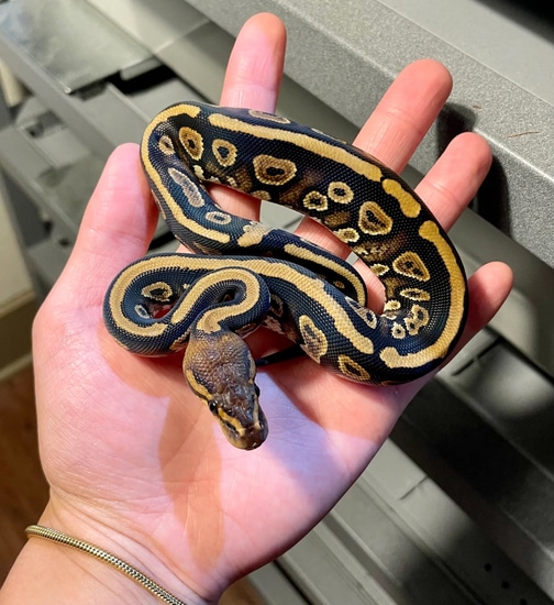 Mahogany Chocolate Het Clown Ball Python by HD Ball Pythons