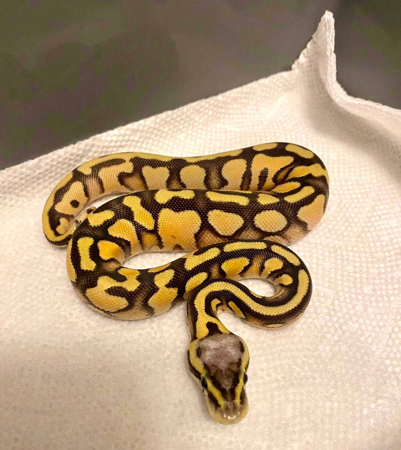 Killer Enchi Het Pied Ball Python by HD Ball Pythons - MorphMarket