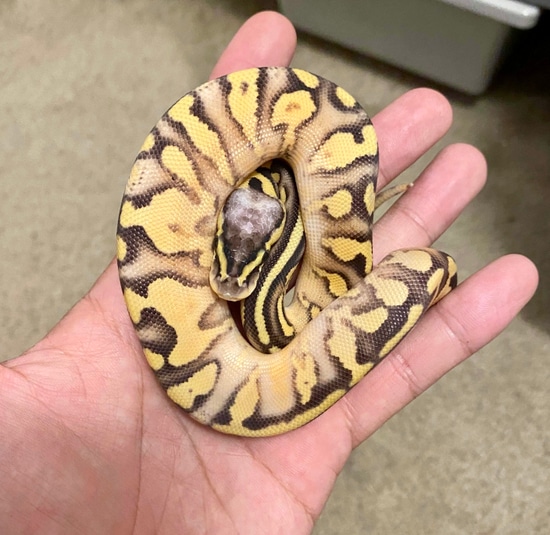 Killer YB Enchi Het Pied Ball Python by HD Ball Pythons