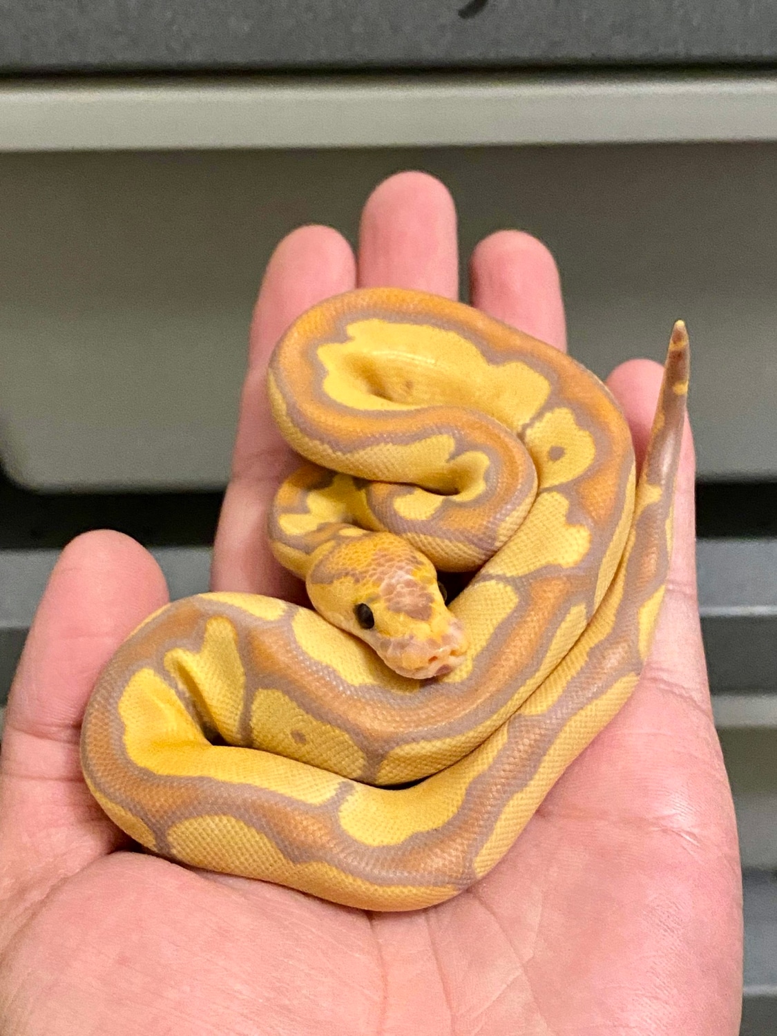 Banana Clown Ball Python by HD Ball Pythons - MorphMarket