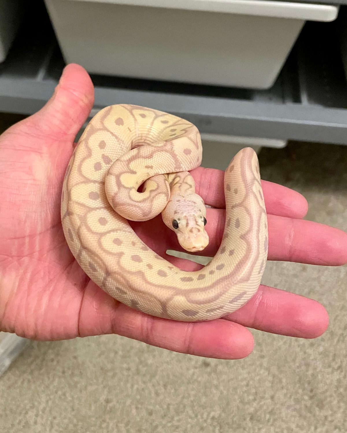 Pastel Banana Clown Ball Python by HD Ball Pythons - MorphMarket