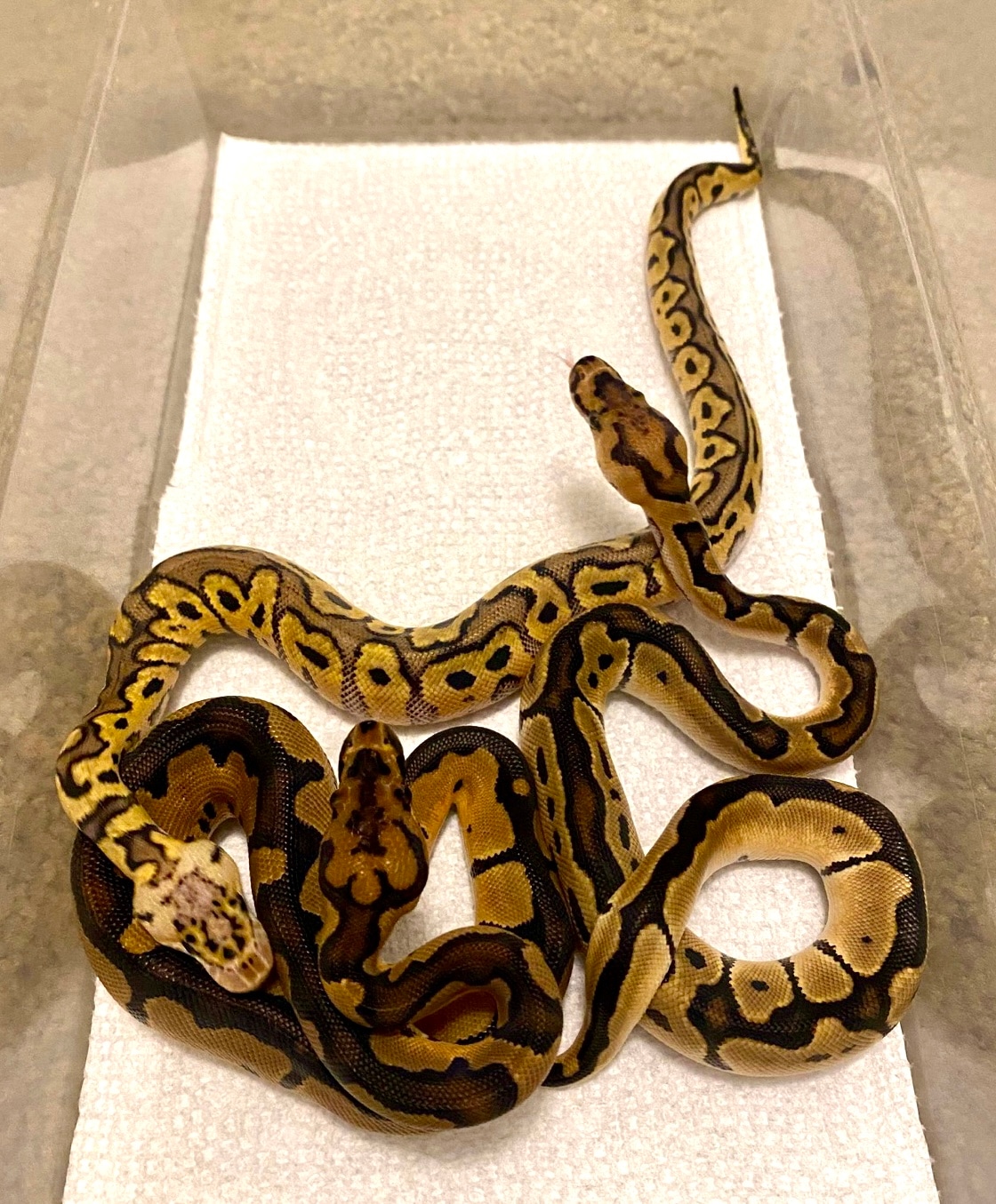 $500 For All Ball Python by HD Ball Pythons - MorphMarket