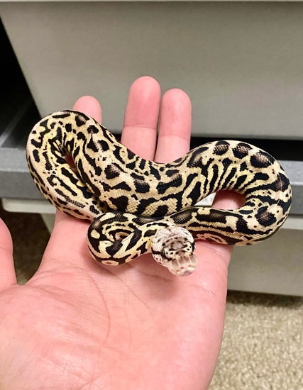 Pastel Spotnose Leo Het Clown Ball Python by HD Ball Pythons
