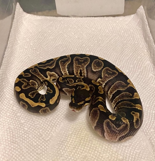 GHI Het Pied Ball Python by HD Ball Pythons