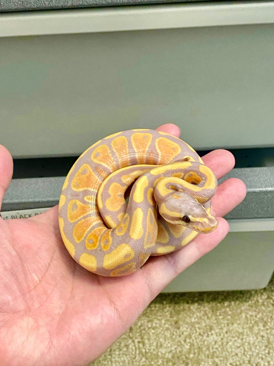 Banana 100% Het Clown 66% Het Pied Ball Python by HD Ball Pythons ...