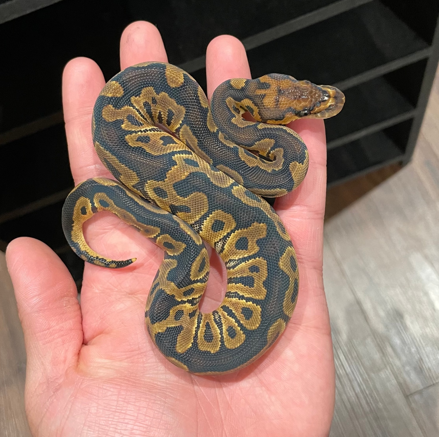 Clown Ball Python by HD Ball Pythons - MorphMarket