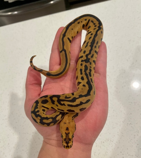 Batman Ball Python by HD Ball Pythons