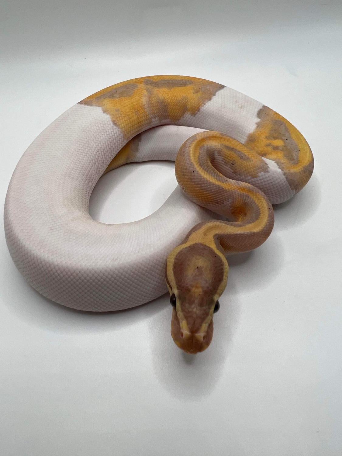 Banana Pied Het Clown Ball Python by HD Ball Pythons - MorphMarket